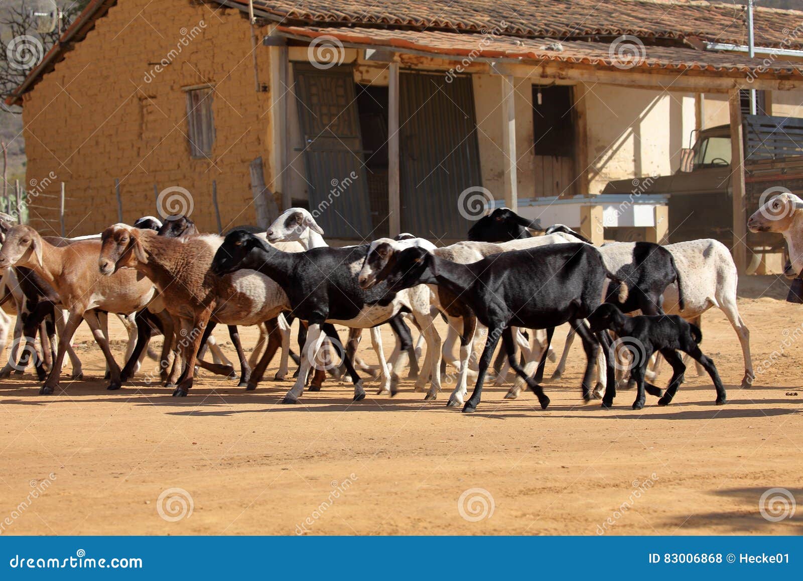 Goats in the Caatinga of Brazil Stock Photo - Image of south, queixo ...