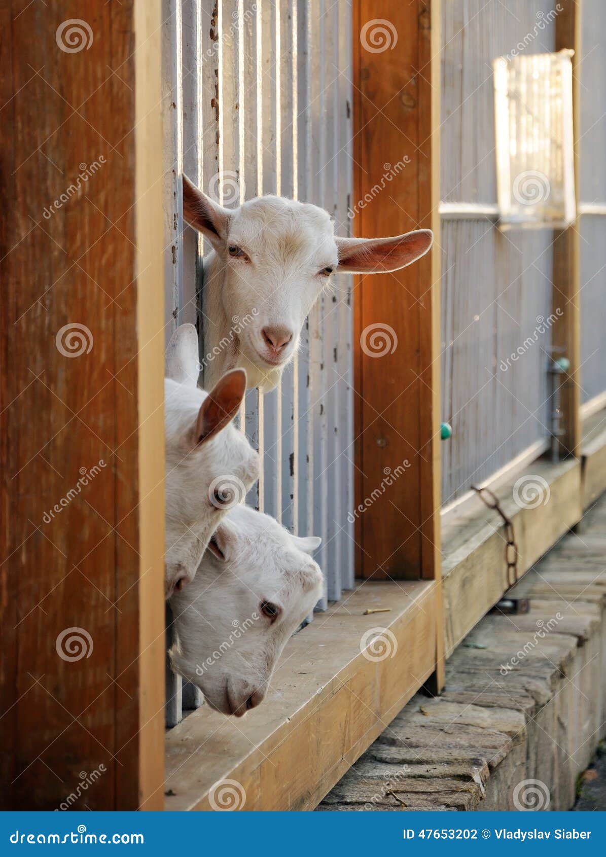 Goats in a cage stock photo. Image of white, goat, young - 47653202