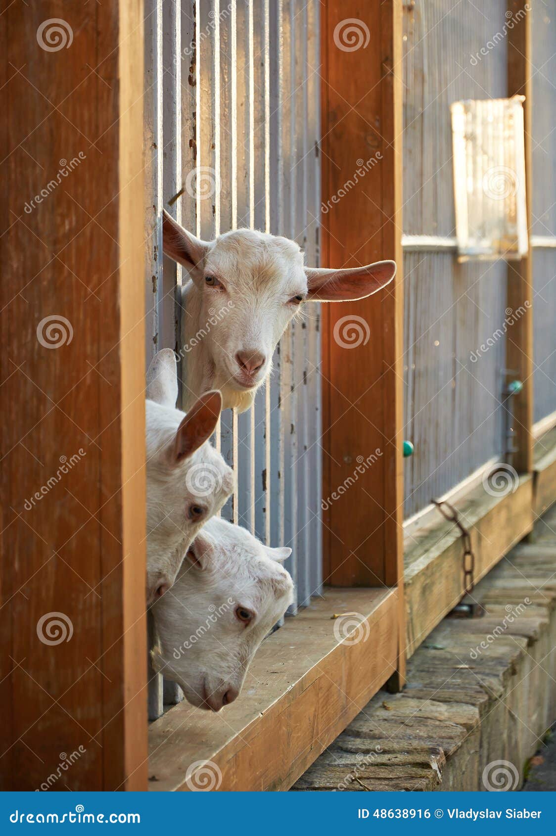 Goats In A Cage Stock Photo | CartoonDealer.com #48638916