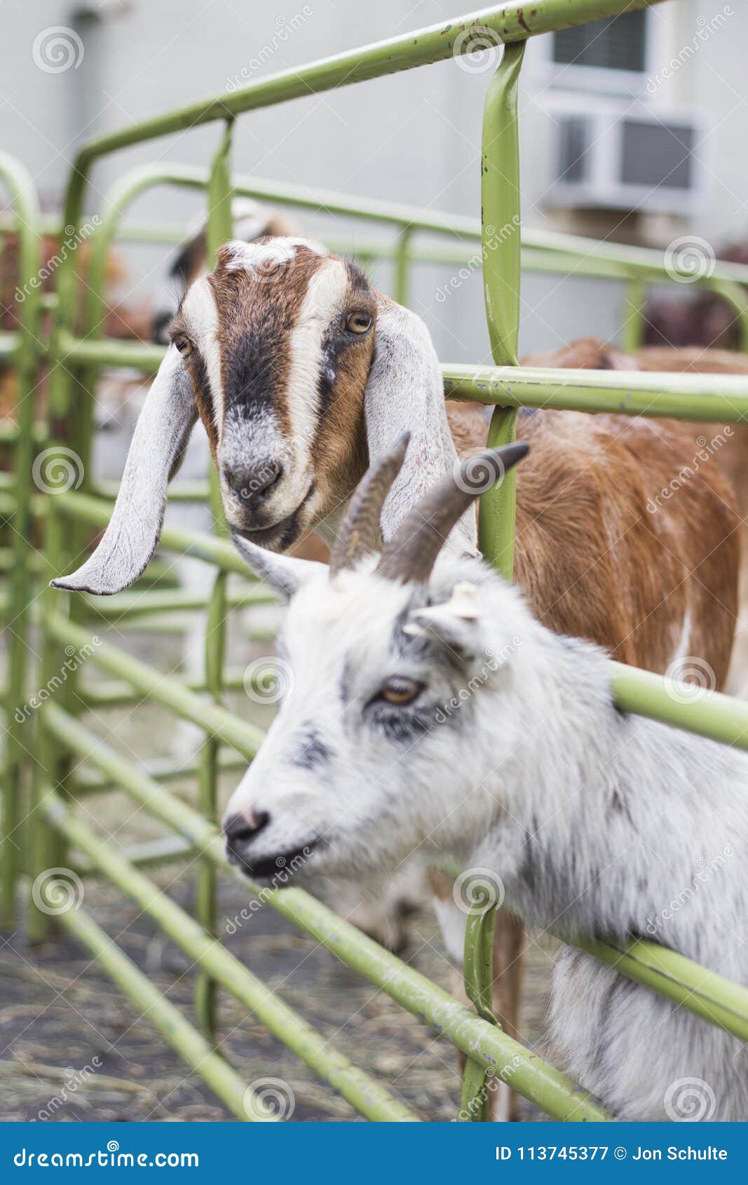 Goats in a caged area stock image. Image of field, cage - 113745377