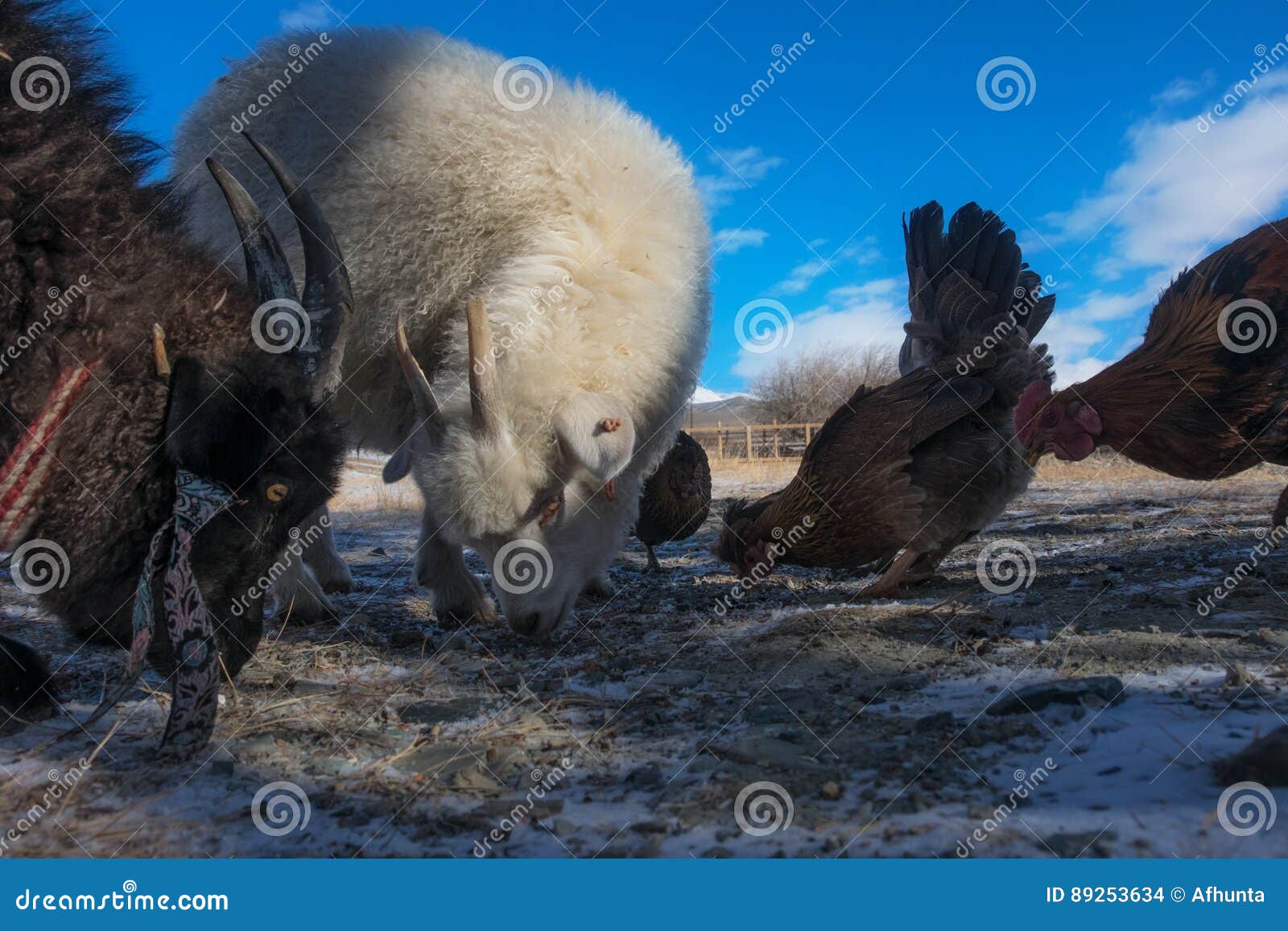 Goats and chicken stock photo. Image of rural, herd, puppy - 89253634