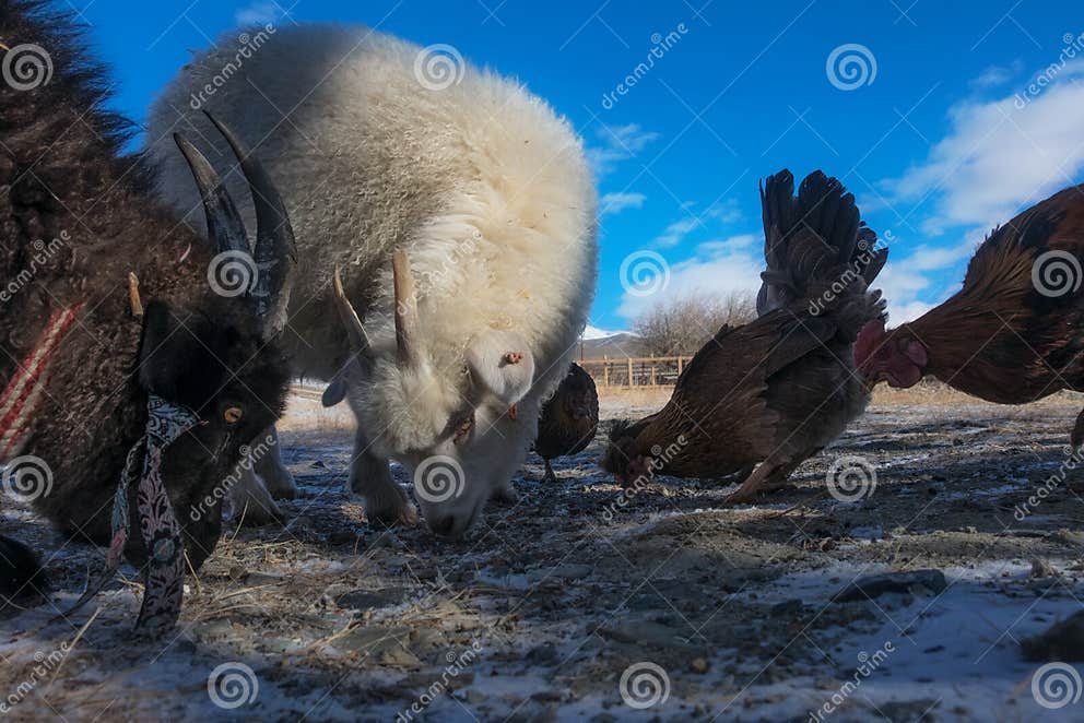 Goats and chicken stock photo. Image of rural, herd, puppy - 89253634