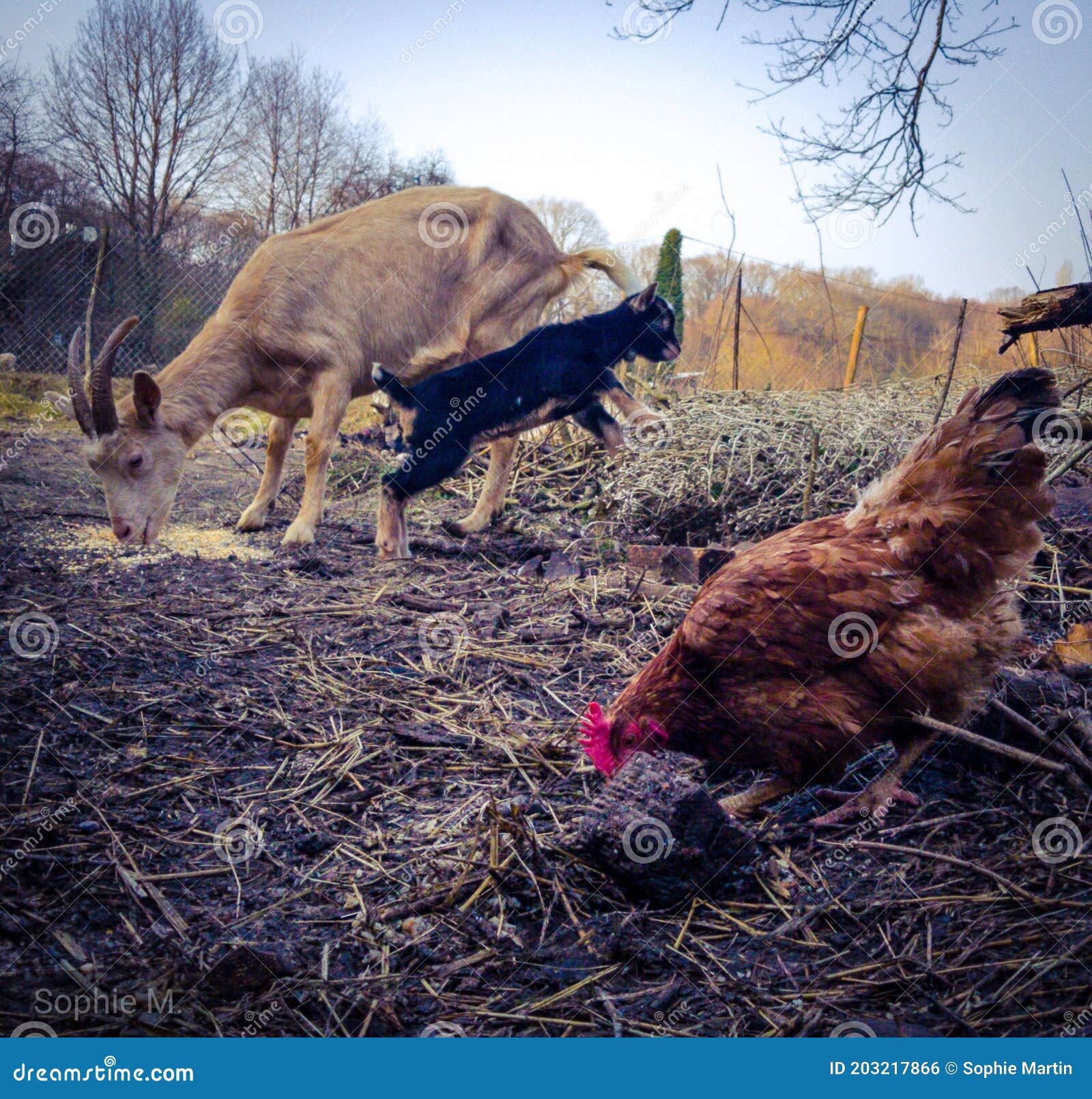 Goats and chicken stock photo. Image of animal, wildlife - 203217866