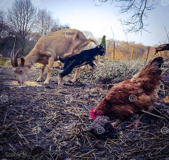 Goats and chicken stock photo. Image of animal, wildlife - 203217866