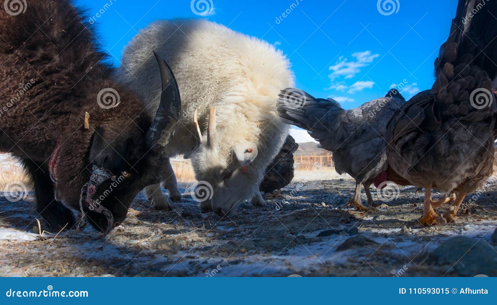 Goats and chicken stock image. Image of chicken, pasture - 110593015