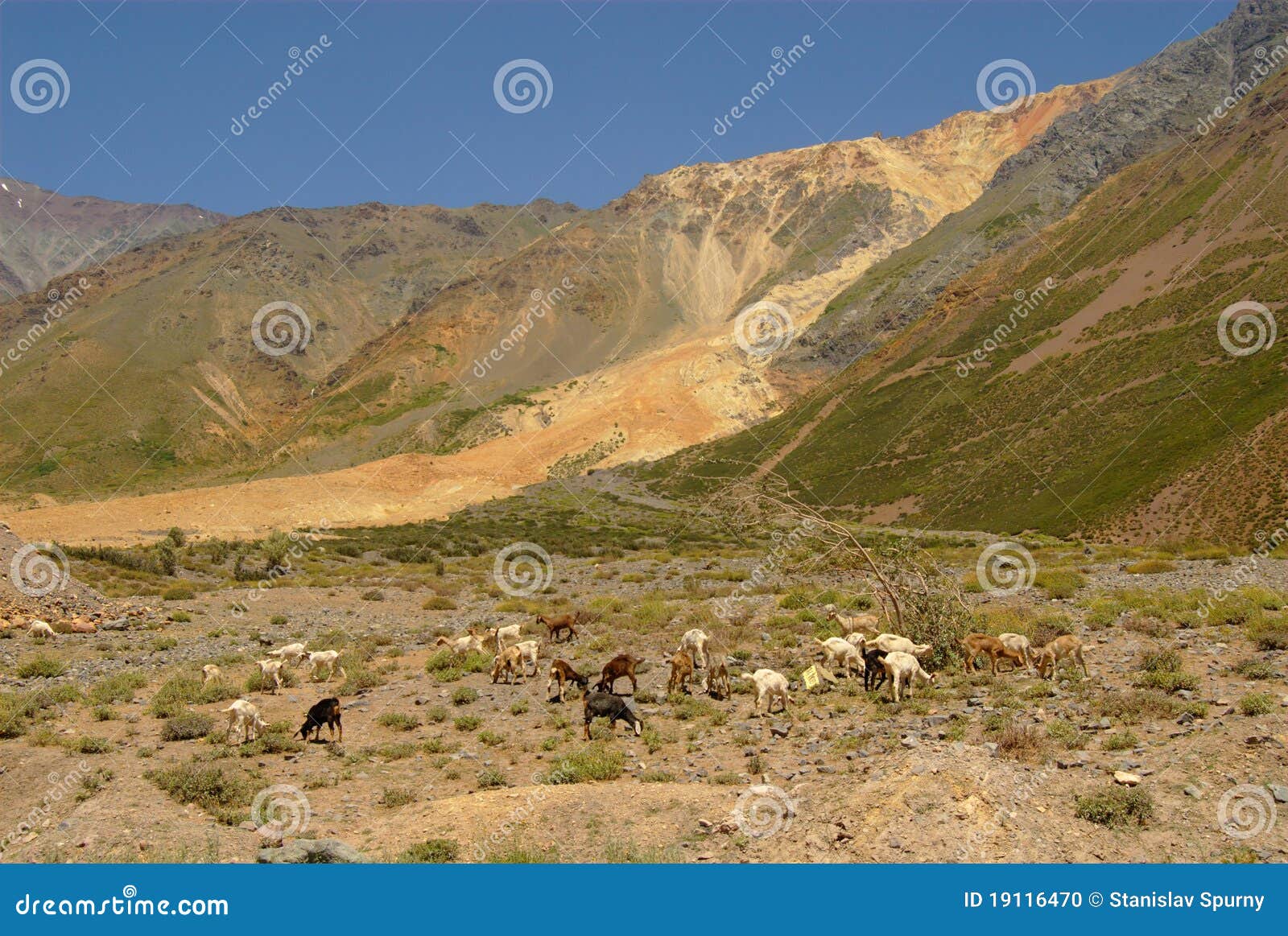 Goats in Chile stock photo. Image of grass, goat, andes - 19116470