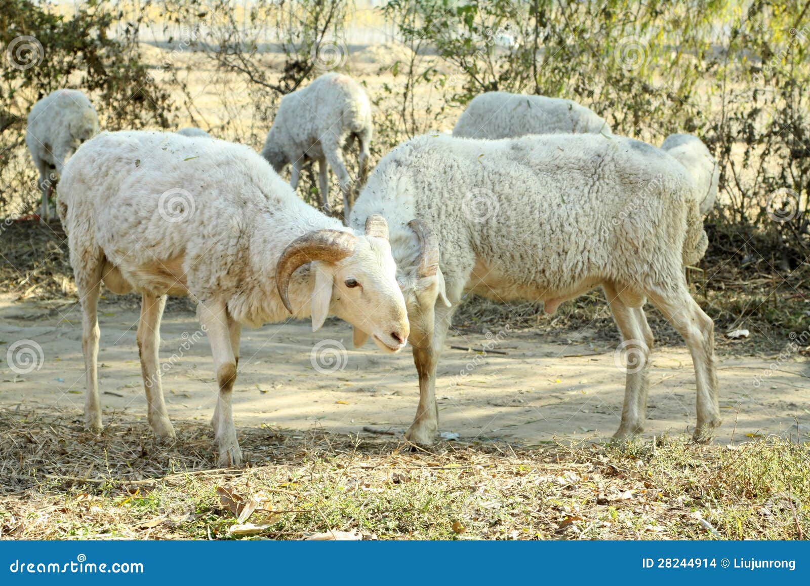 Goats in China S Rural Areas Stock Photo - Image of ears, outdoor: 28244914