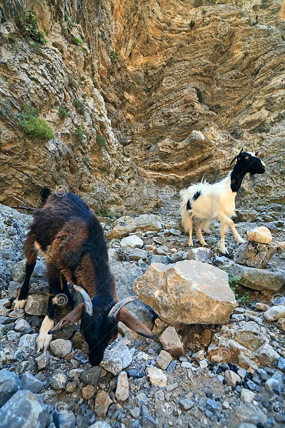 Goats in the Cleft of Imbros, Crete Stock Image - Image of crete, cleft ...