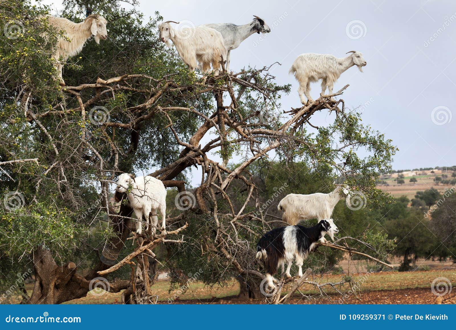 High Res Tree Goats