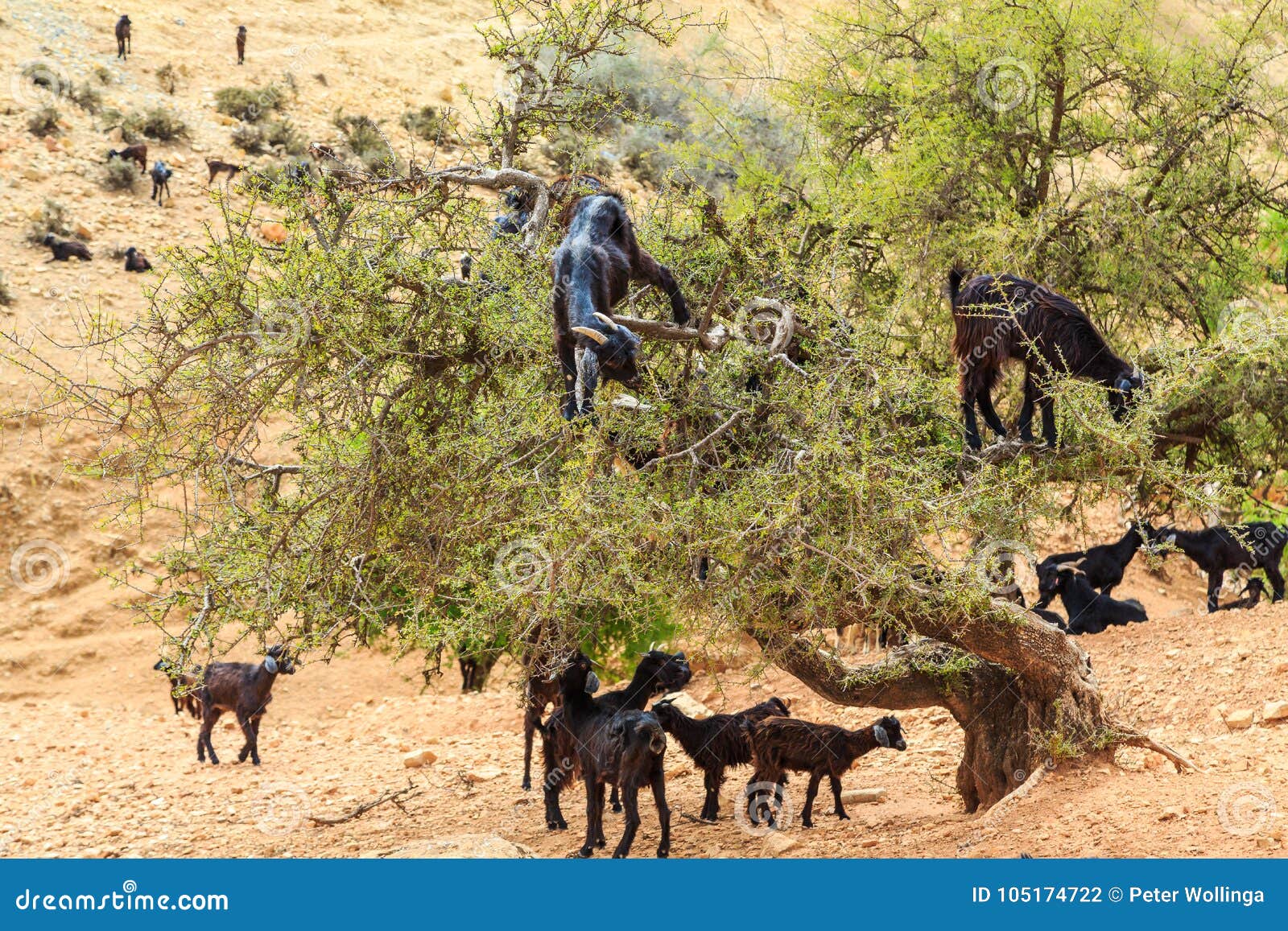 Goats Climbing an Argan Tree To Eat the Argan Nuts Stock Photo - Image ...