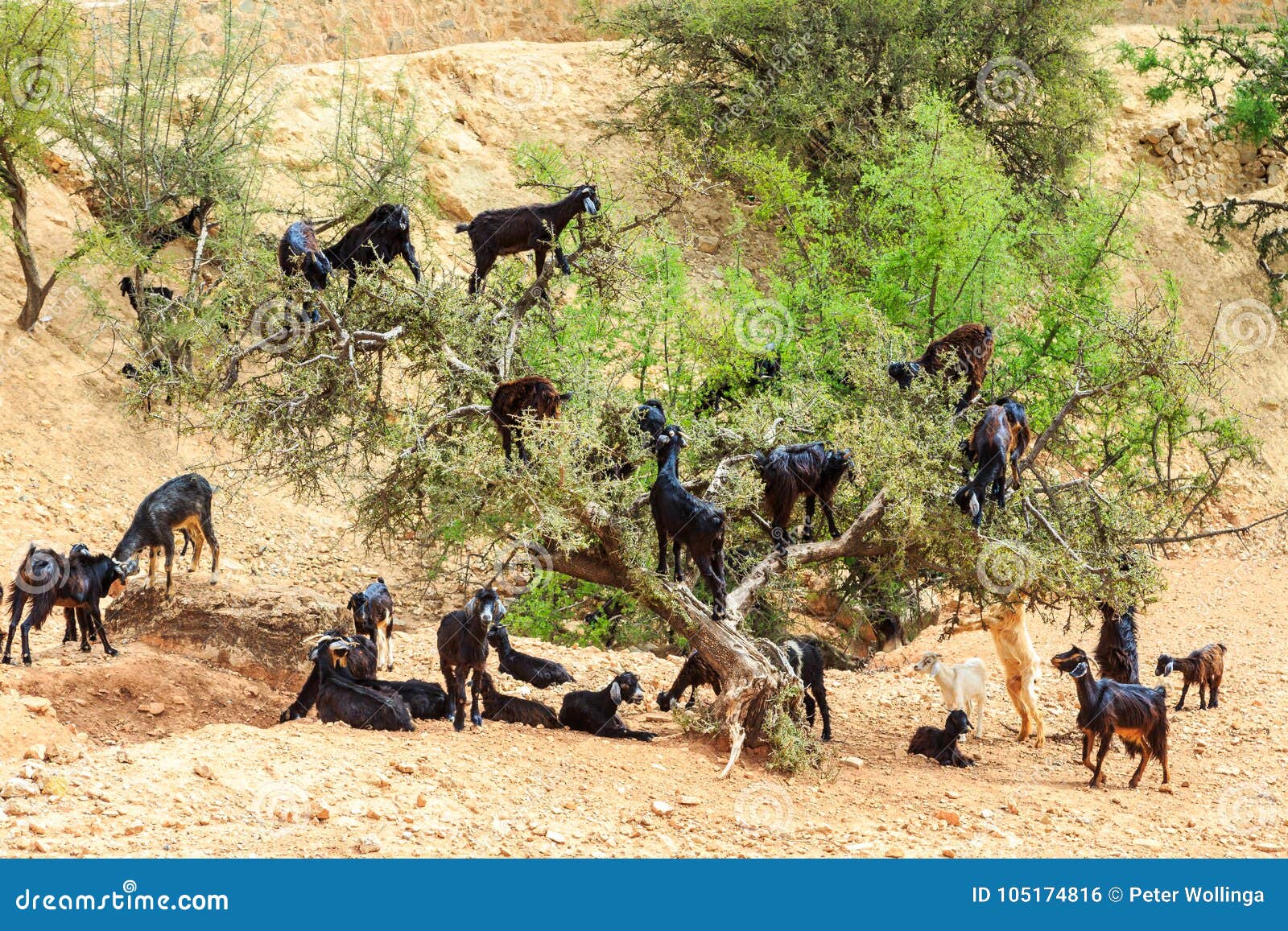 Goats Climbing an Argan Tree To Eat the Argan Nuts Stock Photo - Image ...