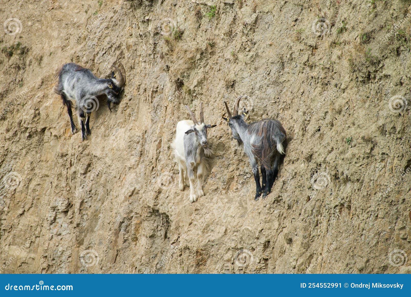 Goats Climbing on Steep Wall Stock Image - Image of animal, freedom ...