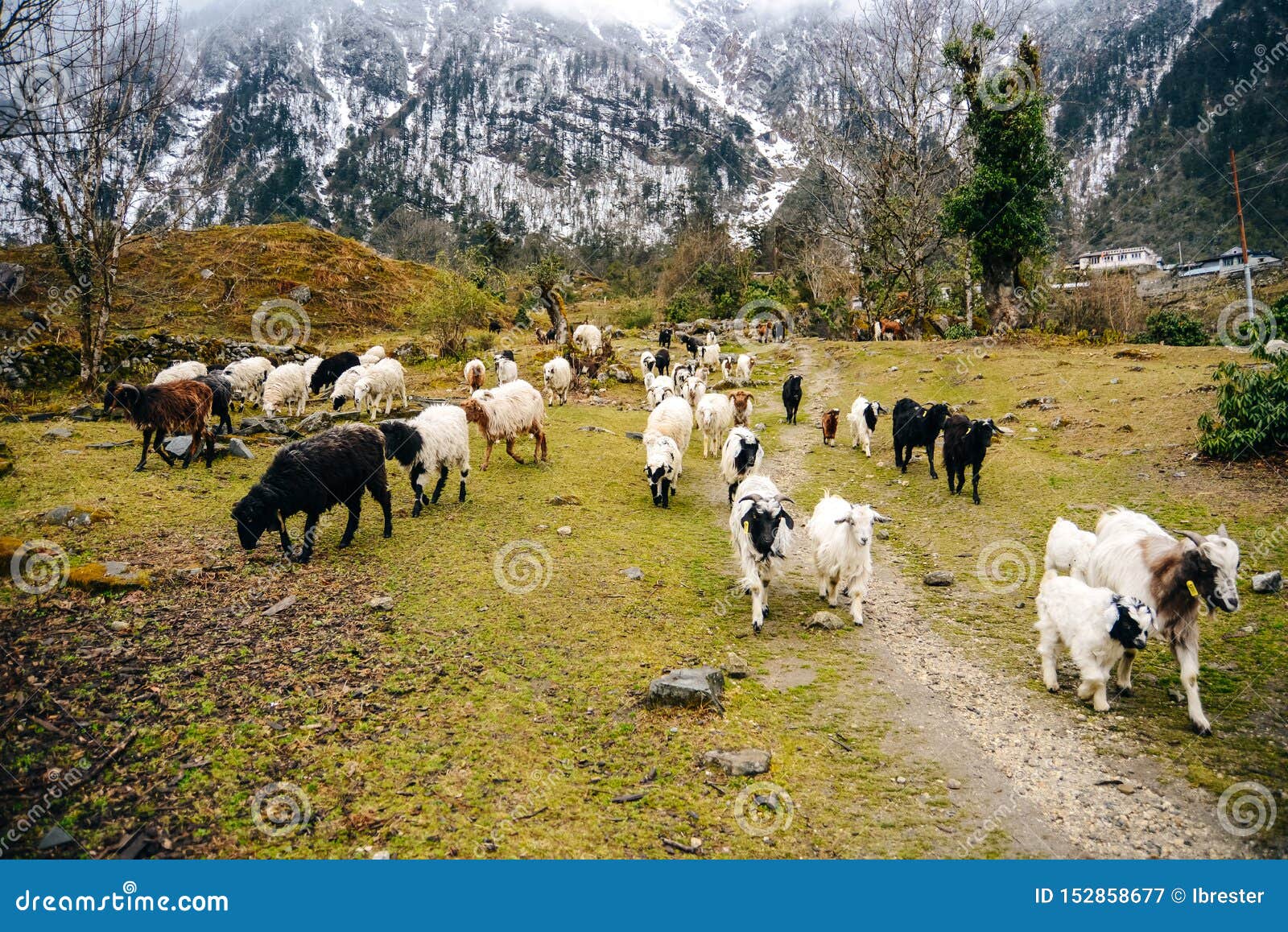 Goats Come Down from the Mountains of the Himalayas in Nepal Stock ...