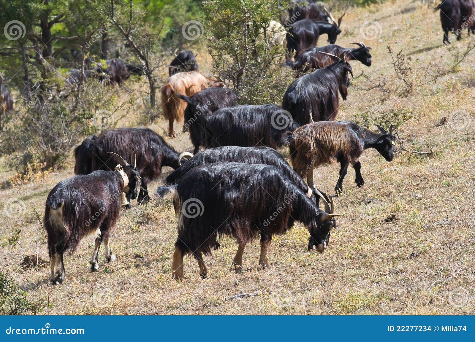Goats in countryside. stock photo. Image of country, apulia - 22277234