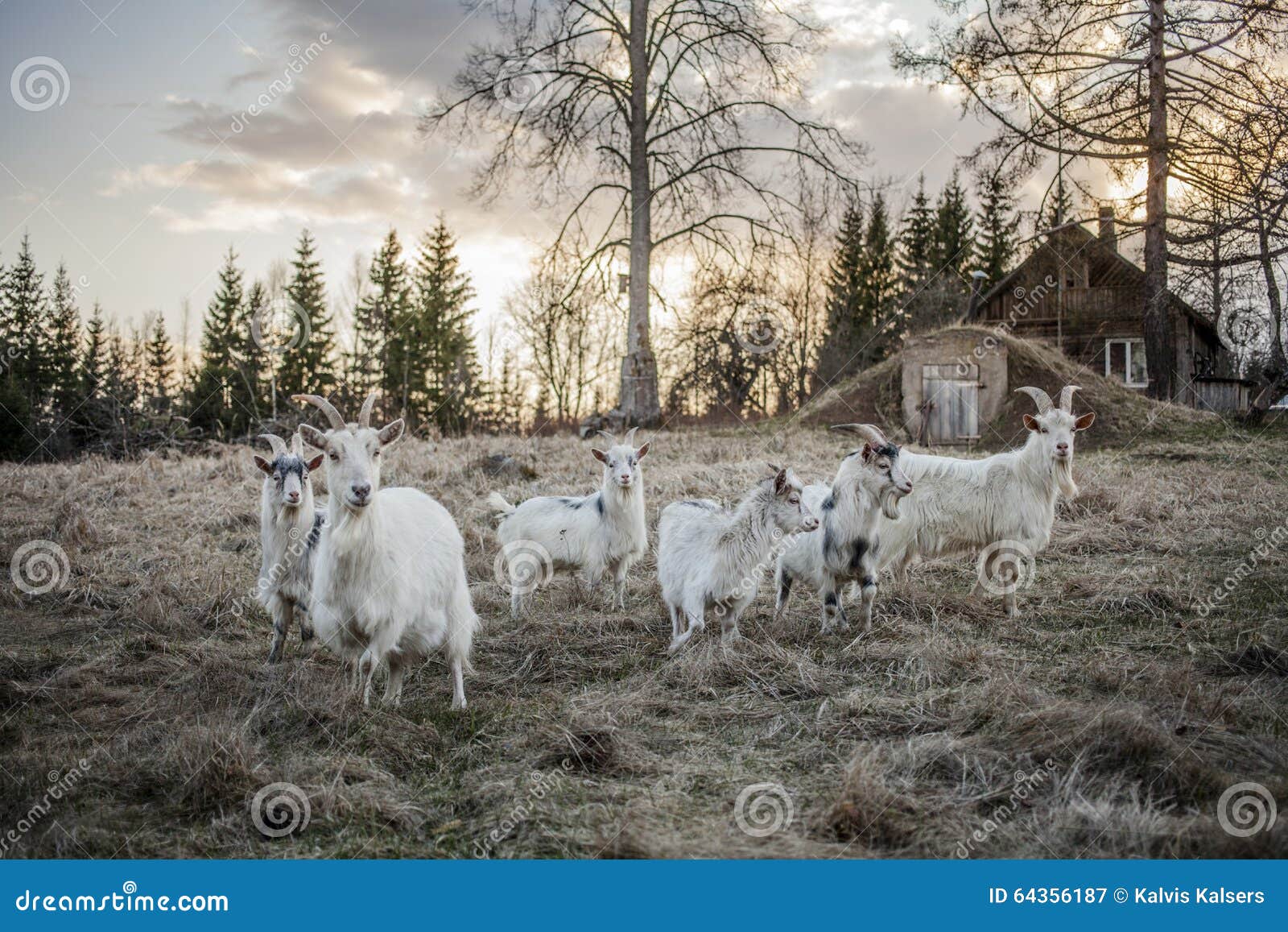 Goats in the countryside stock image. Image of curiosity - 64356187