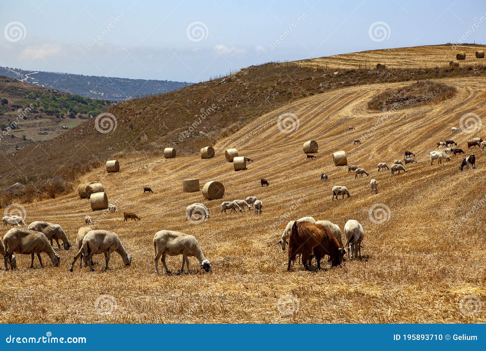 Goats on Cyprus stock photo. Image of field, beauty - 195893710