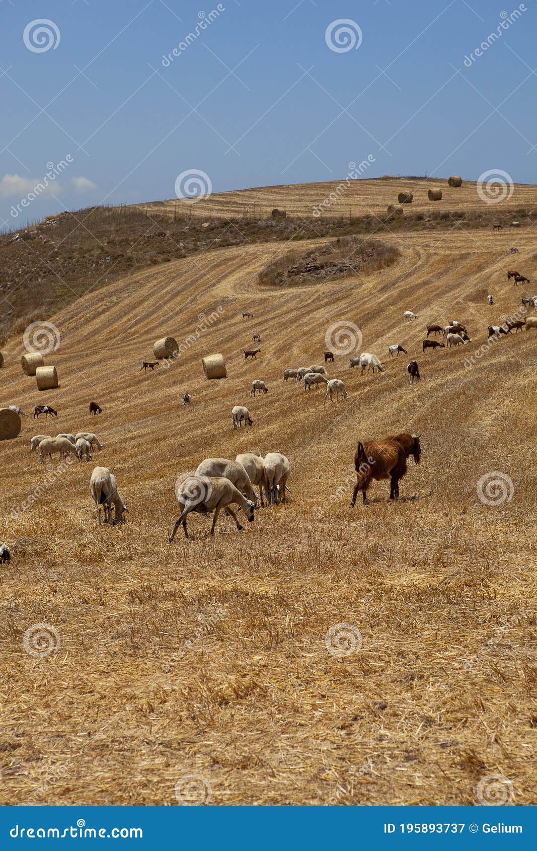 Goats on Cyprus stock image. Image of feeding, meadow - 195893737