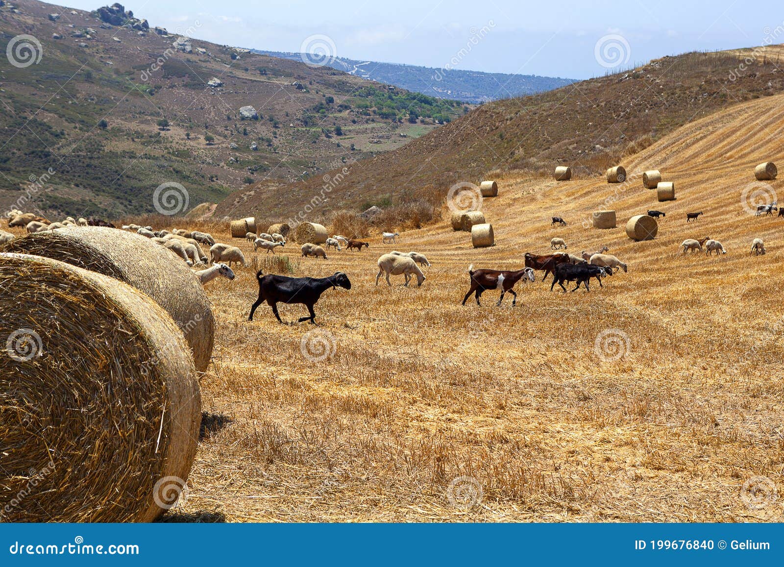 Goats on Cyprus stock photo. Image of mammals, goat - 199676840