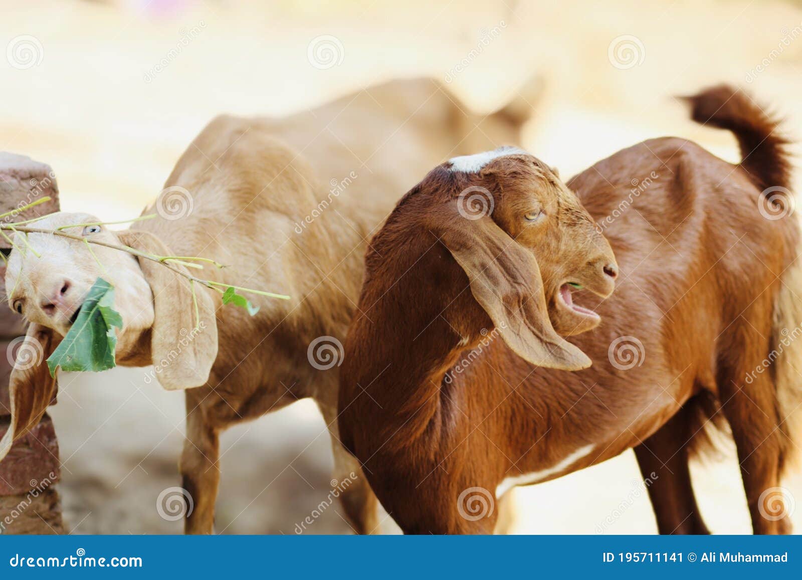 Goats a Dairy Animal in the Animal Farm Stock Image - Image of animal ...