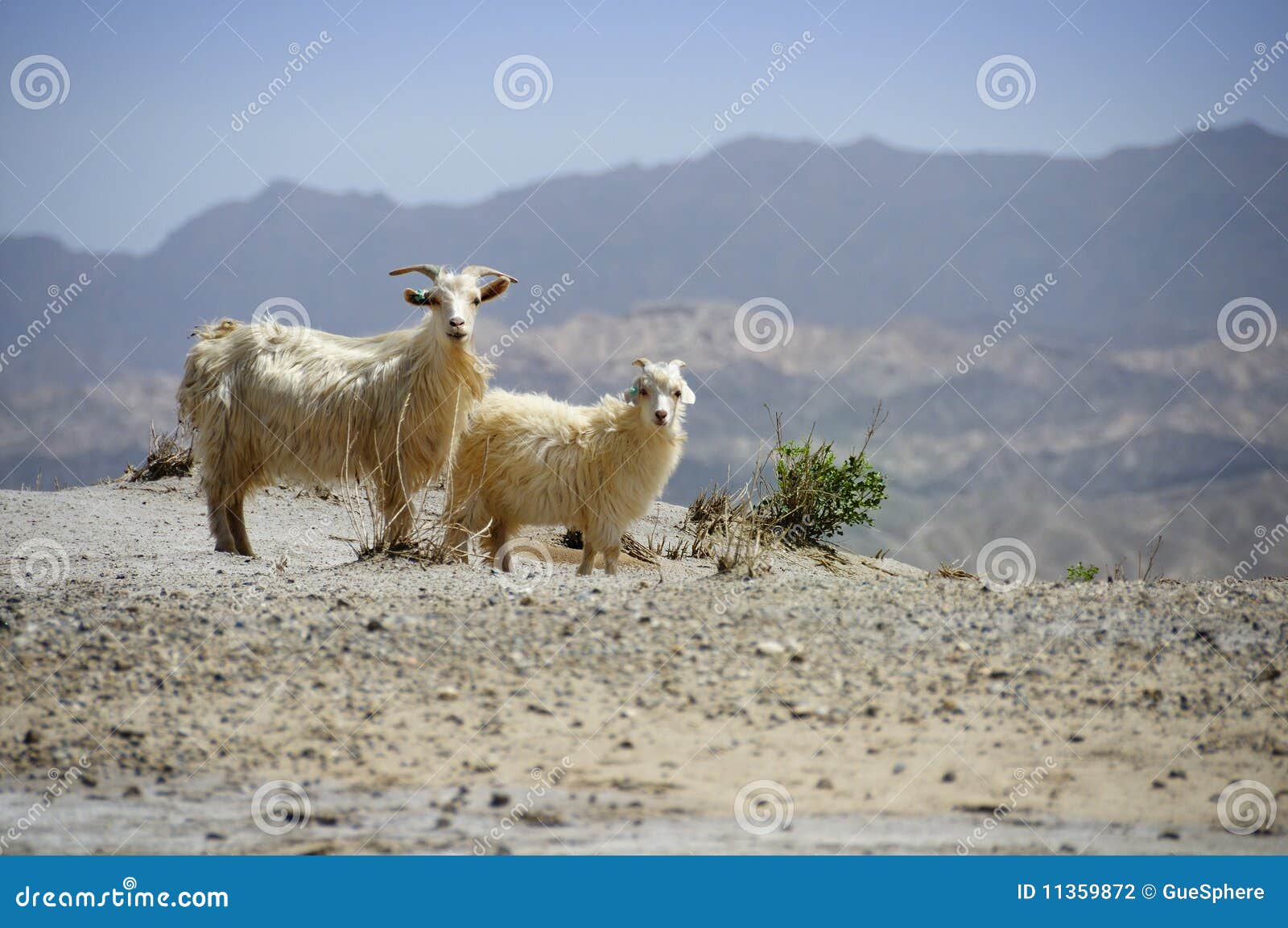 Xinjiang Goats Roaming A Pathway In Kalajun Grassland Royalty-Free ...
