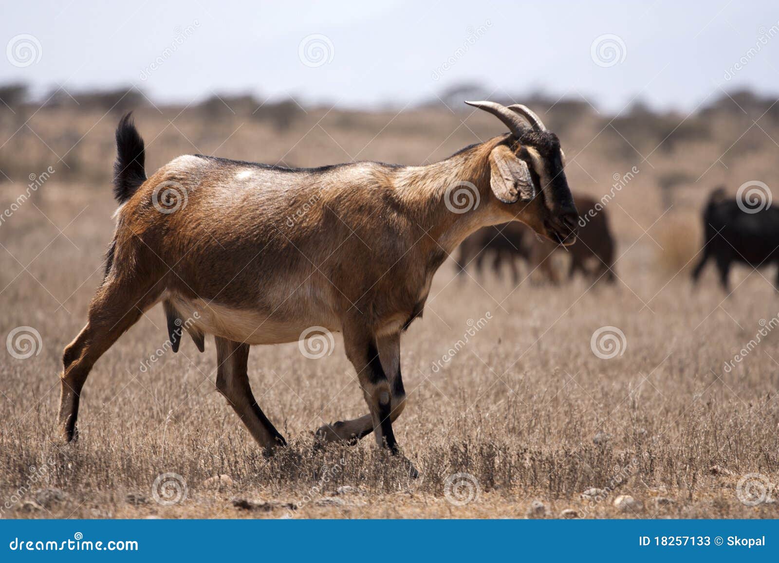 Goats in desert stock image. Image of prairie, goat, nature - 18257133