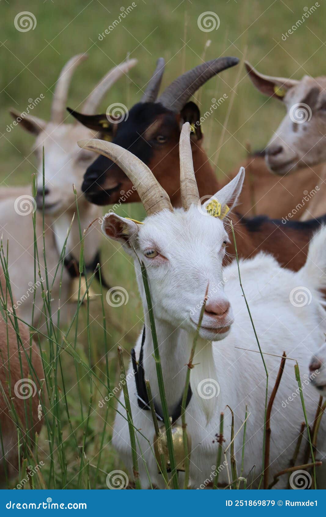 Different colored Goats stock image. Image of goat, production - 251869879