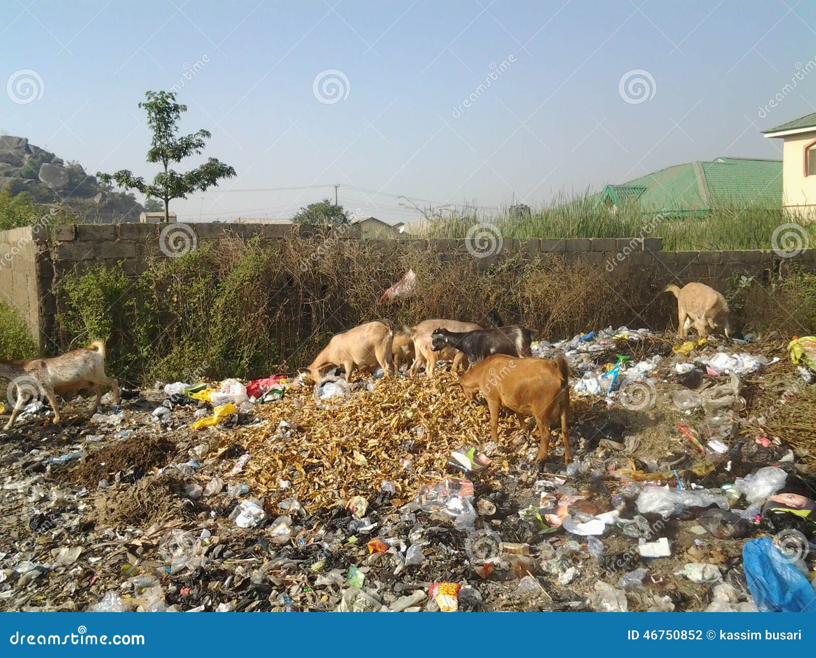 Goats-dirt editorial photography. Image of leaves, dump - 46750852