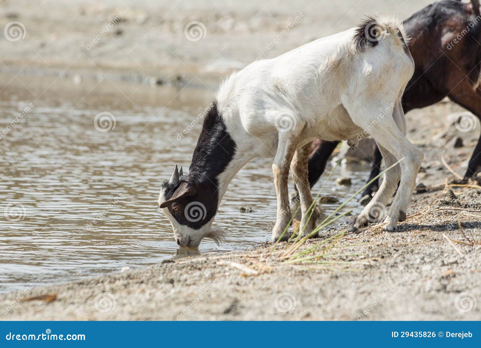Goats drinking water stock photo. Image of horn, drinking - 29435826