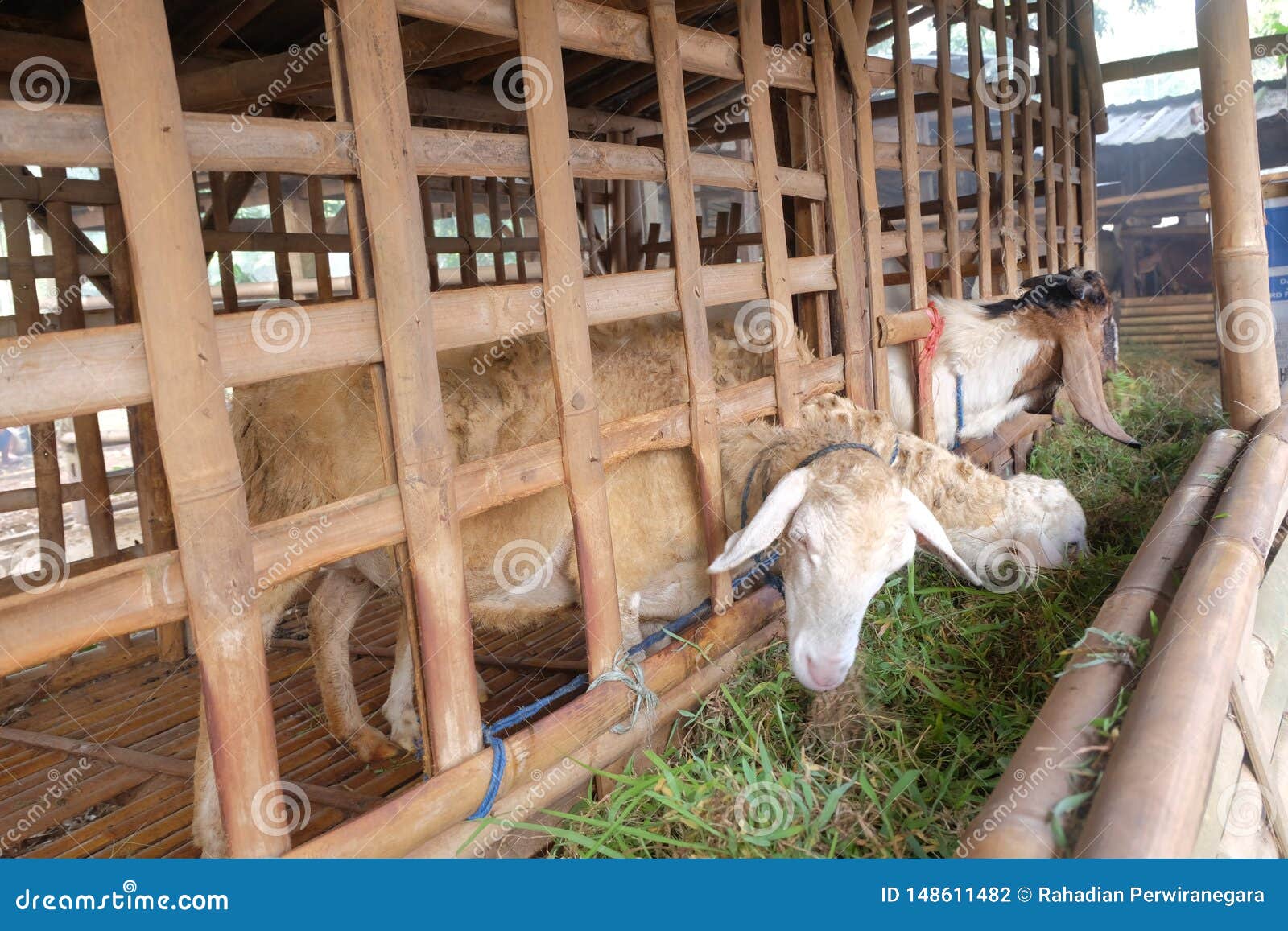 Goats In A Cage Stock Image | CartoonDealer.com #281734567