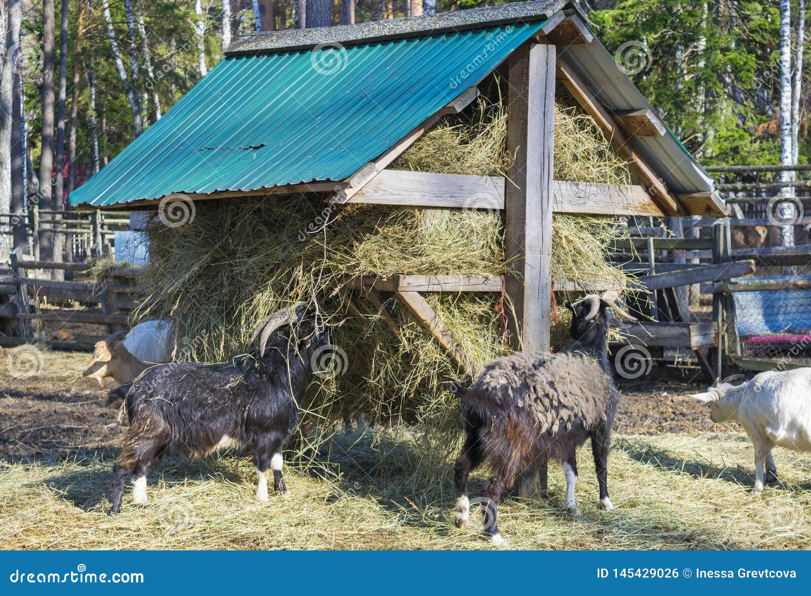 Goats Eat Hay from a Stack. Stock Photo - Image of chew, hamlet: 145429026