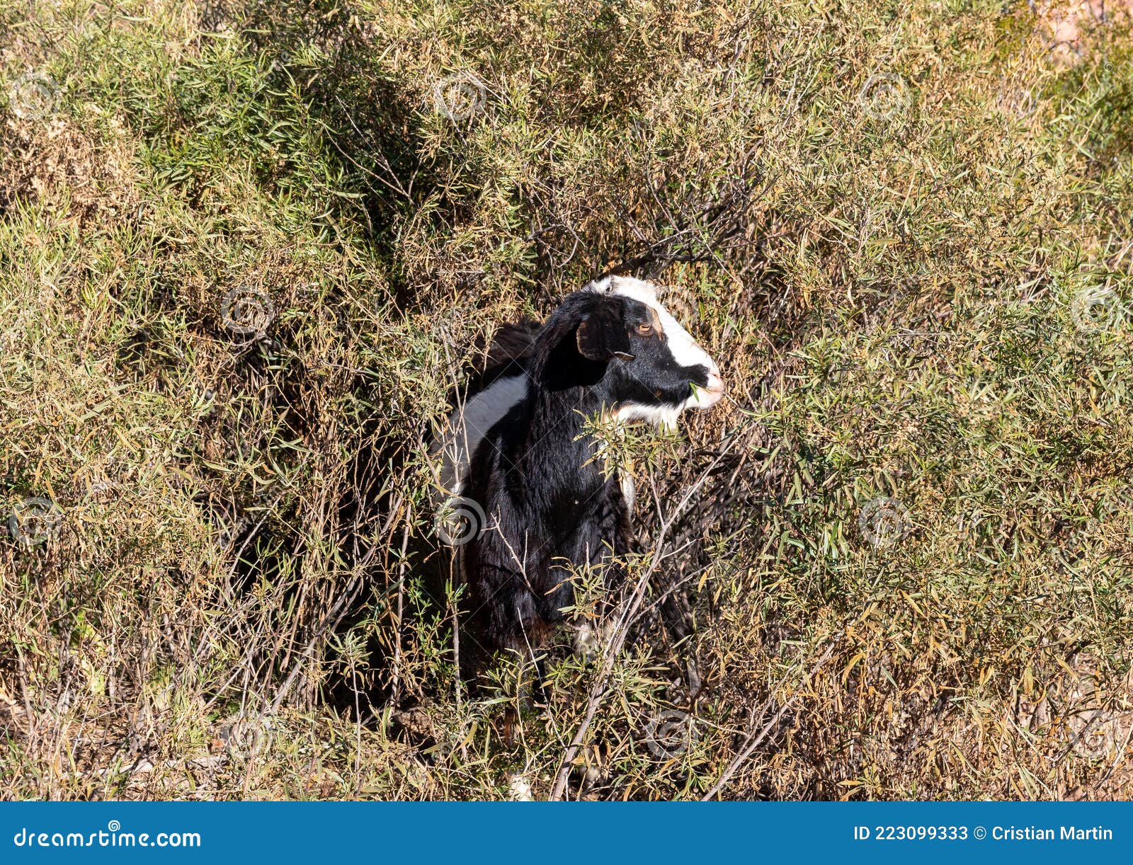 Goats Eating in Argentine Patagonia Stock Image - Image of agriculture ...