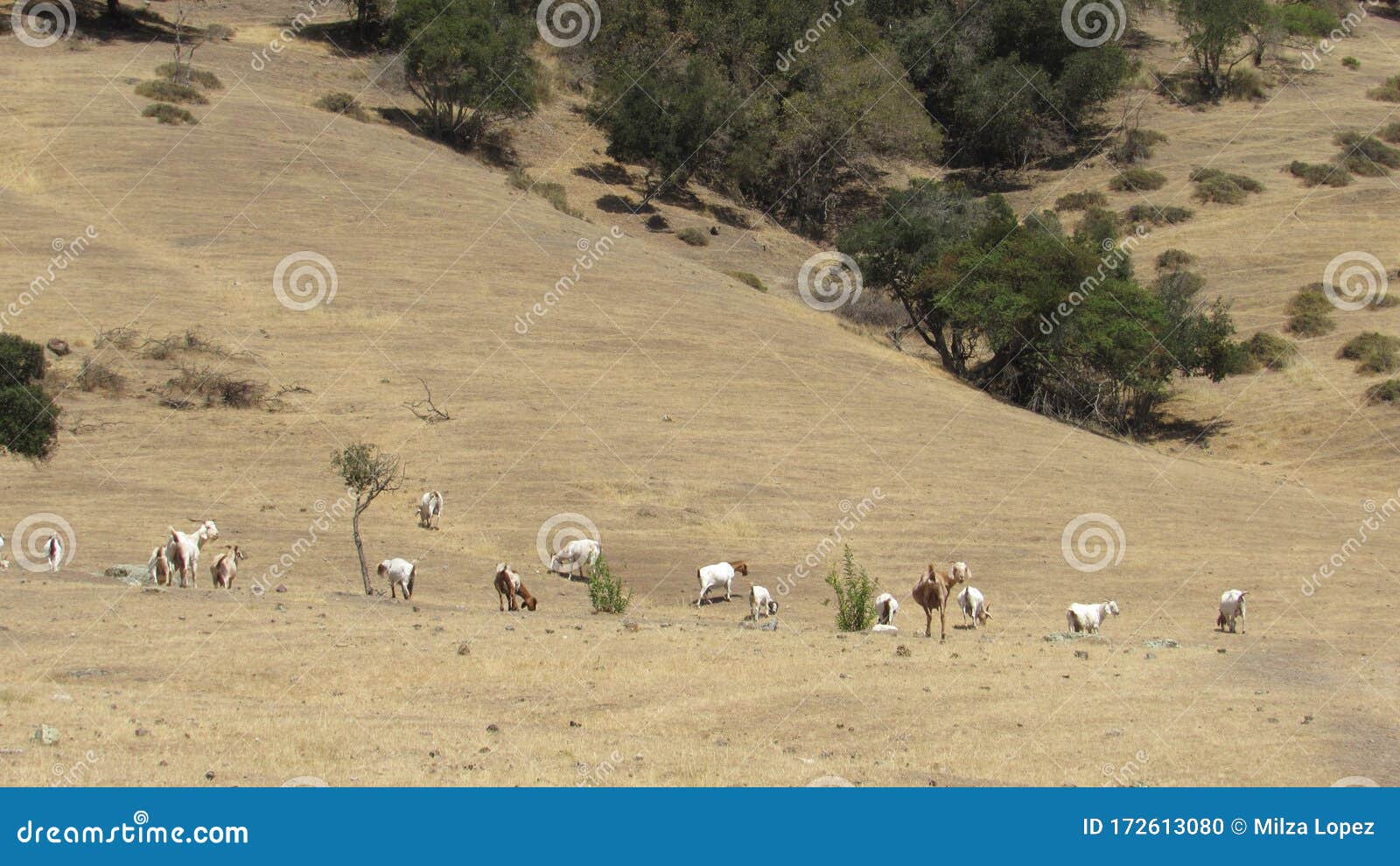 Goats Eating in Central Chile Stock Photo - Image of nature, road ...