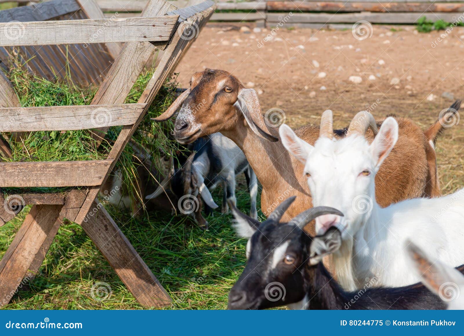 Goats Eating Feed on a Farm Stock Image - Image of livestock, domestic ...