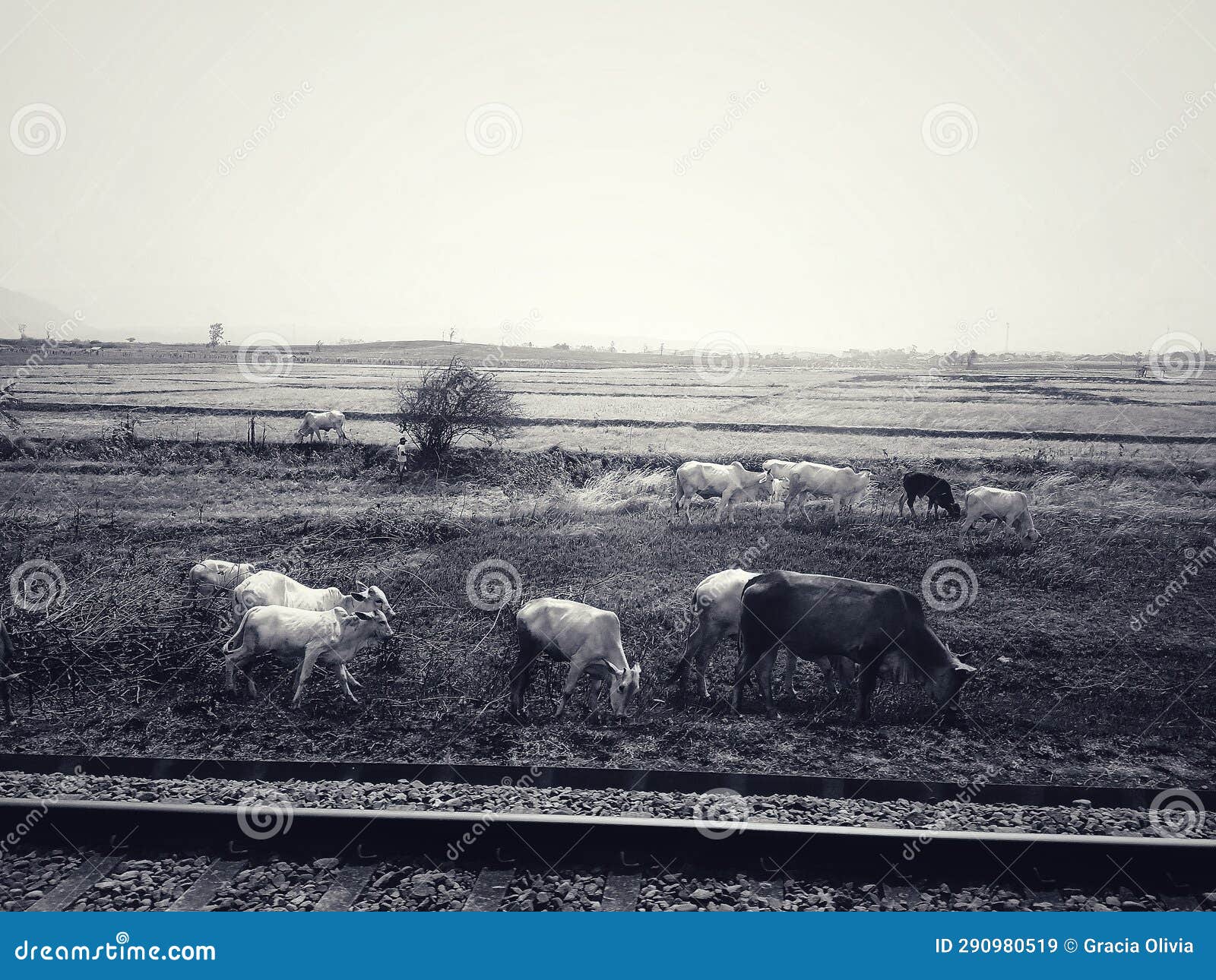 Goats Eating Grass on the Edge of the Train Tracks Stock Image - Image ...