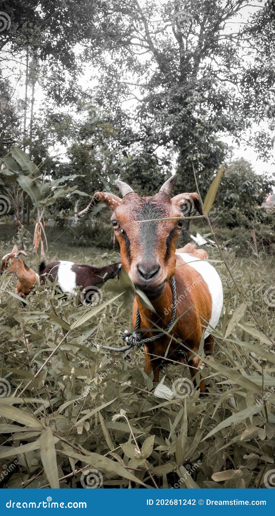 Goats are eating grass stock photo. Image of animals - 202681242