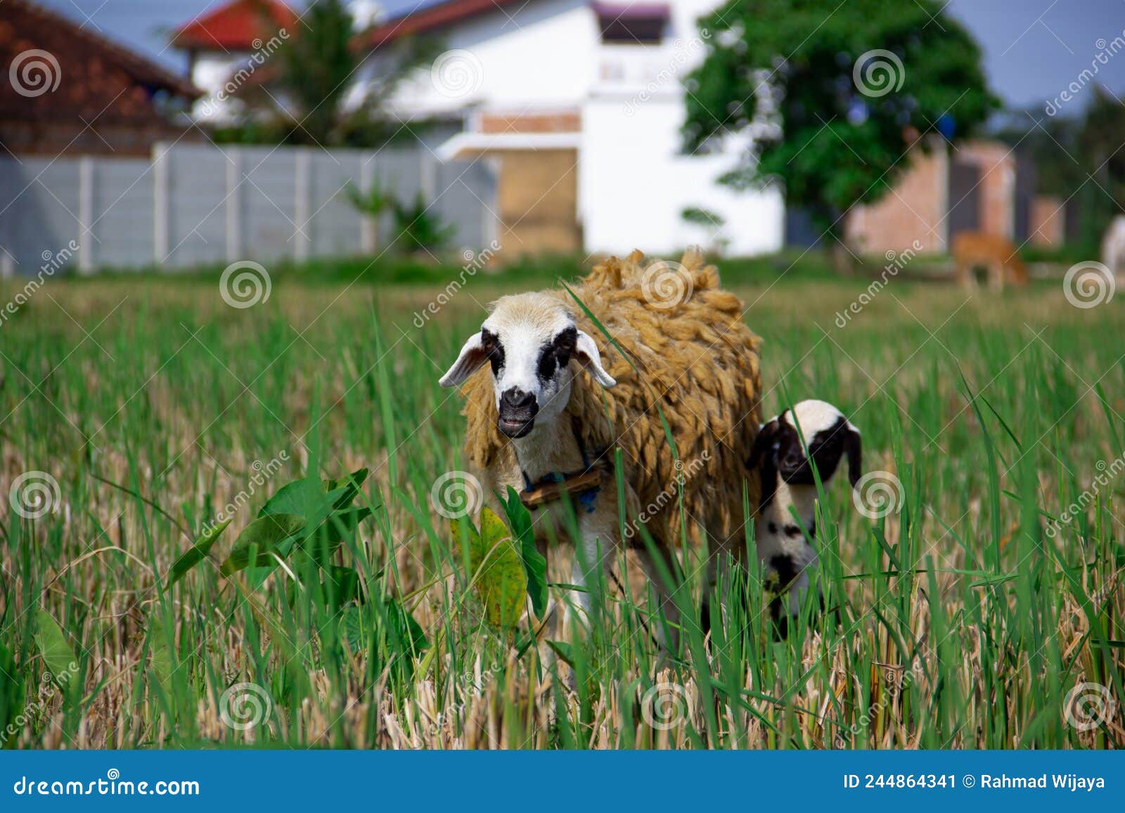 Goats Eating Grass in the Rice Fields Stock Image - Image of cattle ...