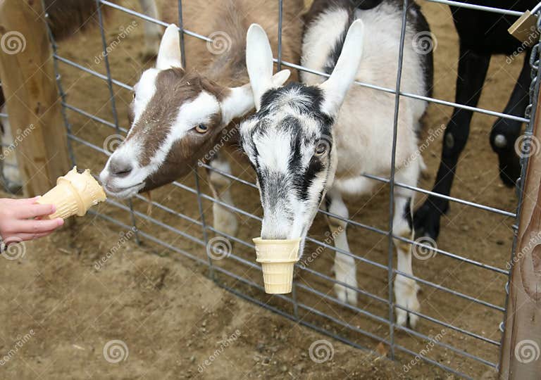 Goats Eating Ice Cream Cones Stock Photo - Image of hairy, nature: 748384