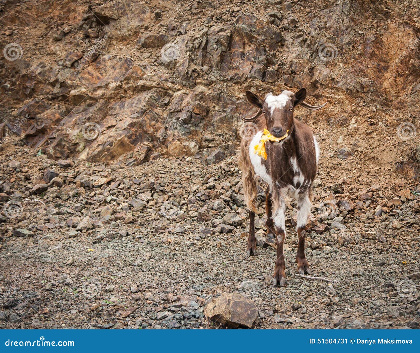 Goats Eating Oranges, Peloponnese, Greece Stock Image - Image of nature ...