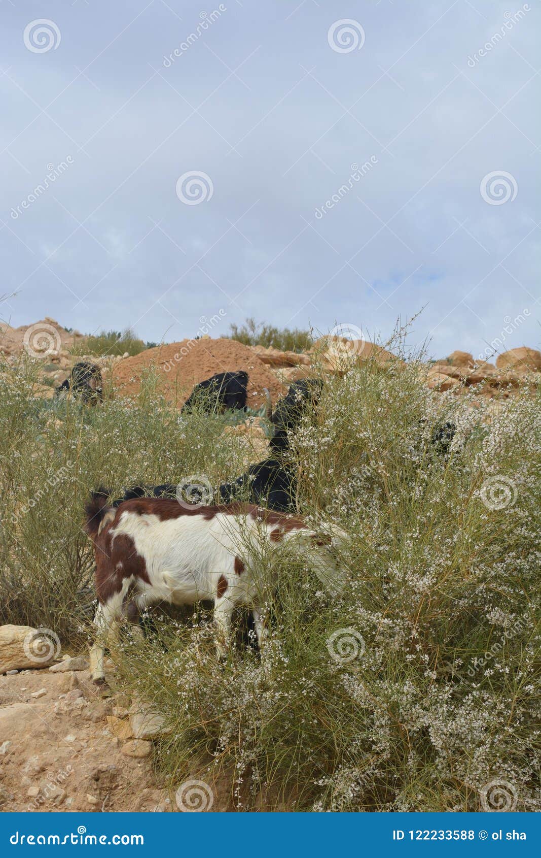 Goats in jordan stock photo. Image of nature, goats - 122233588