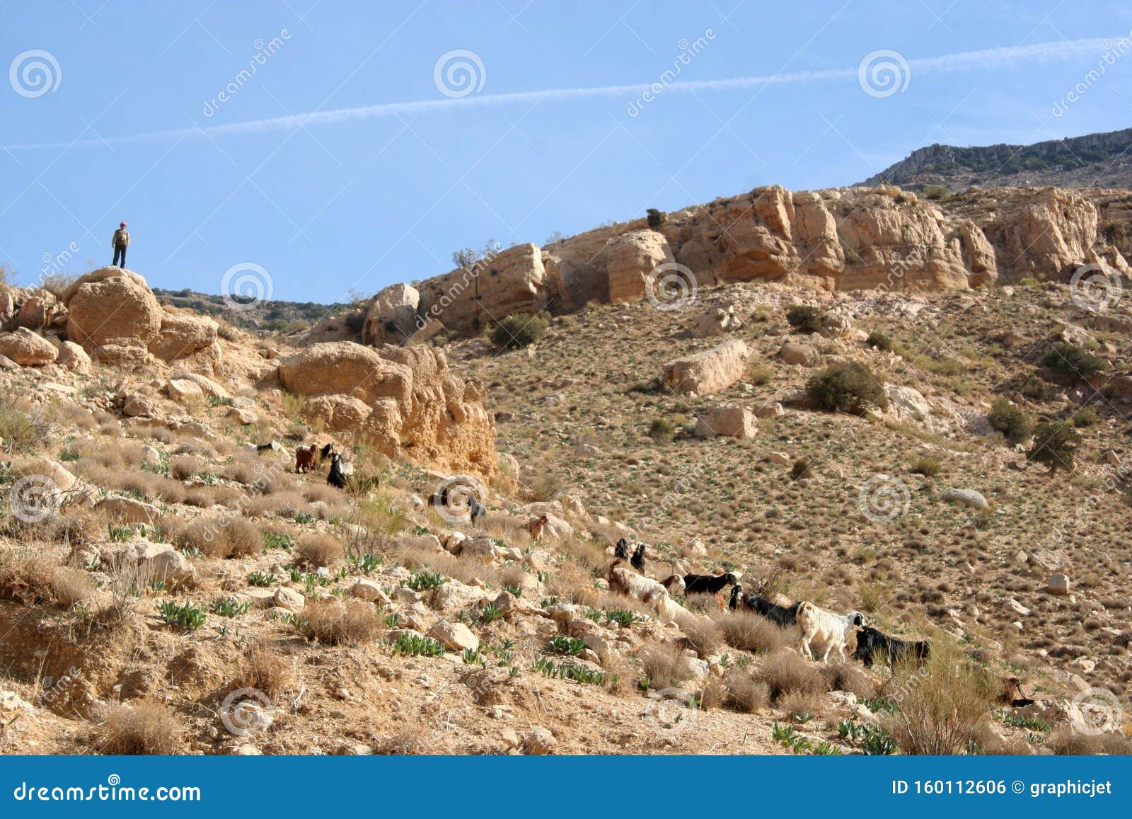 Goats in Dana Reserve, Jordan Stock Photo - Image of landscape, herd ...