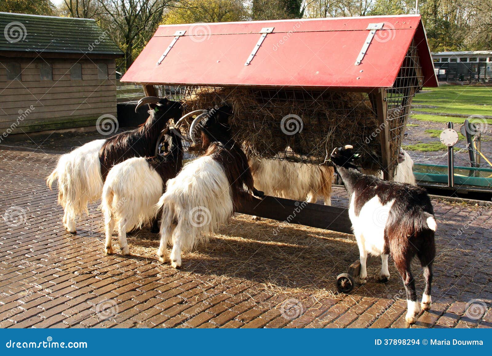Goats stock photo. Image of eating, animals, mammals - 37898294