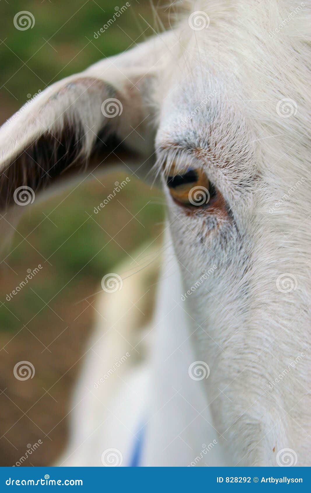 Goats face stock photo. Image of goat, farm, print, postcard - 828292