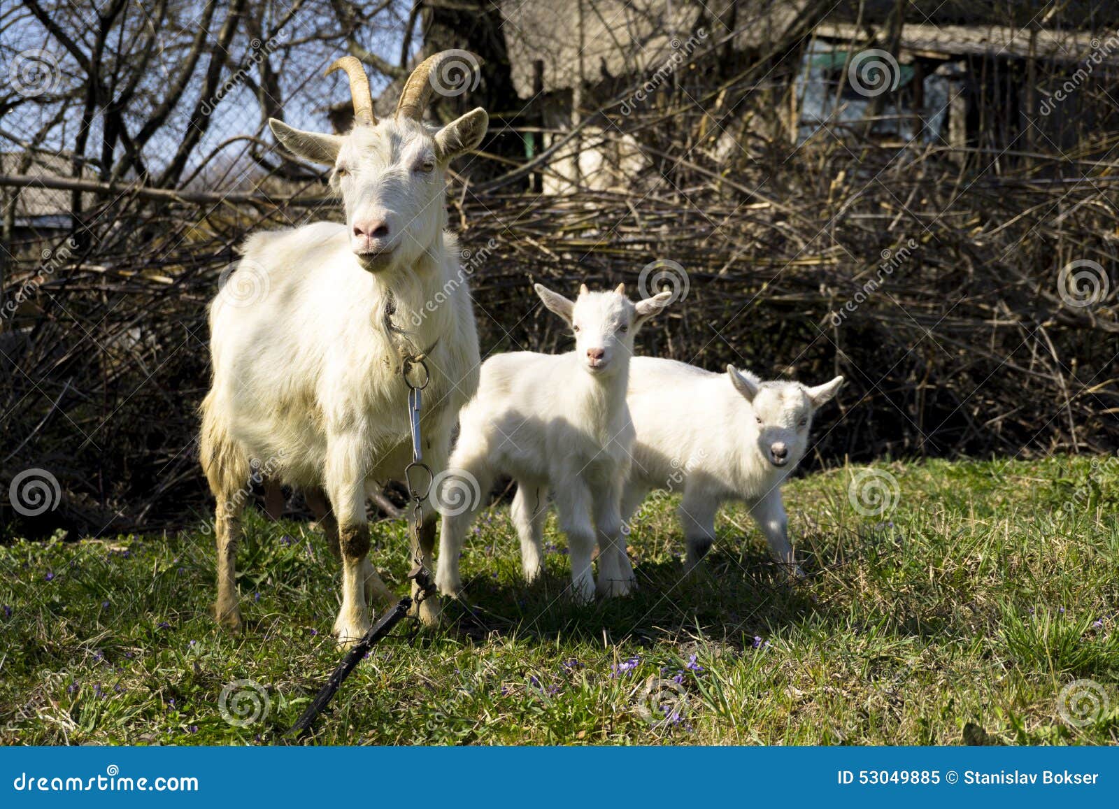 A goats familly stock image. Image of milk, animal, outdoors - 53049885