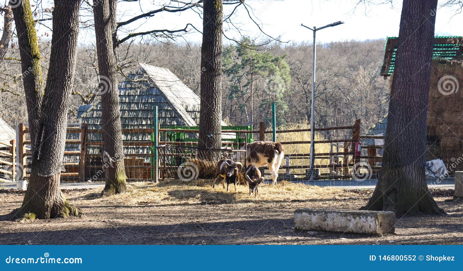Black Woolly Ram in the Back Yard of the Farm in a Sunny Spring Day ...