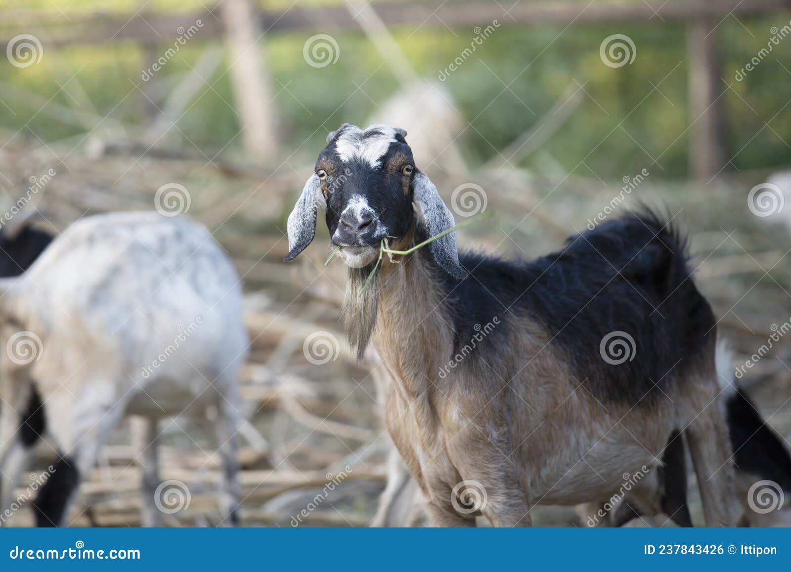 Portrait Goats in the Farm and Chewing Grass Stock Photo - Image of ...