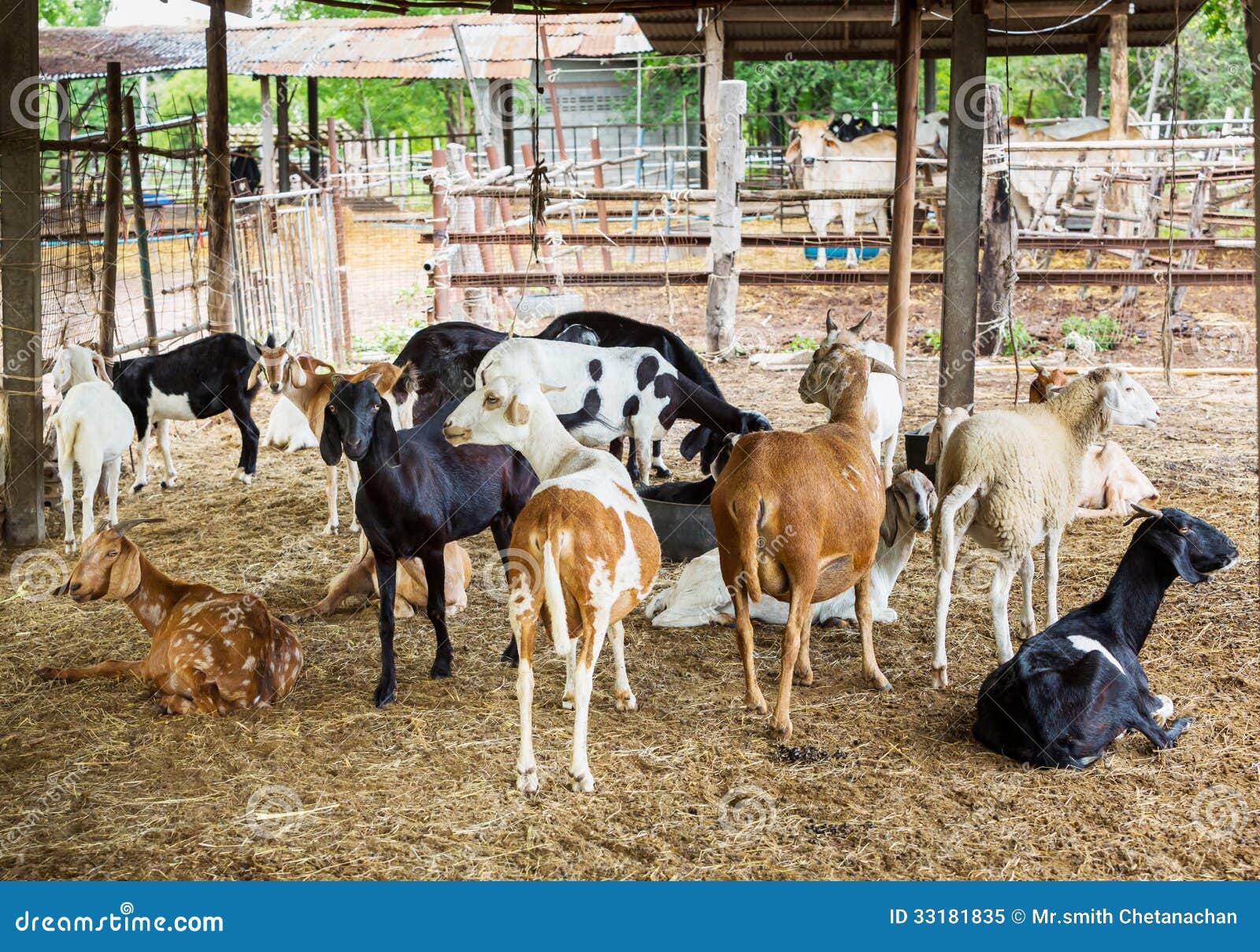 Goats in farm stock image. Image of friendly, beautiful - 33181835
