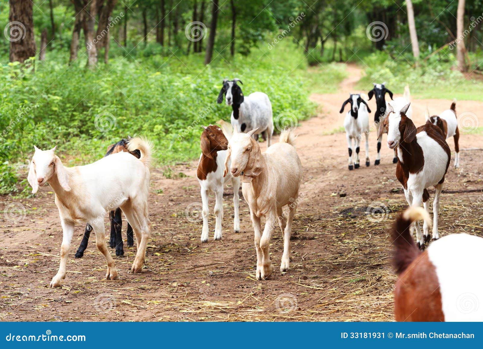 Goats in farm stock image. Image of brown, nature, goat - 33181931