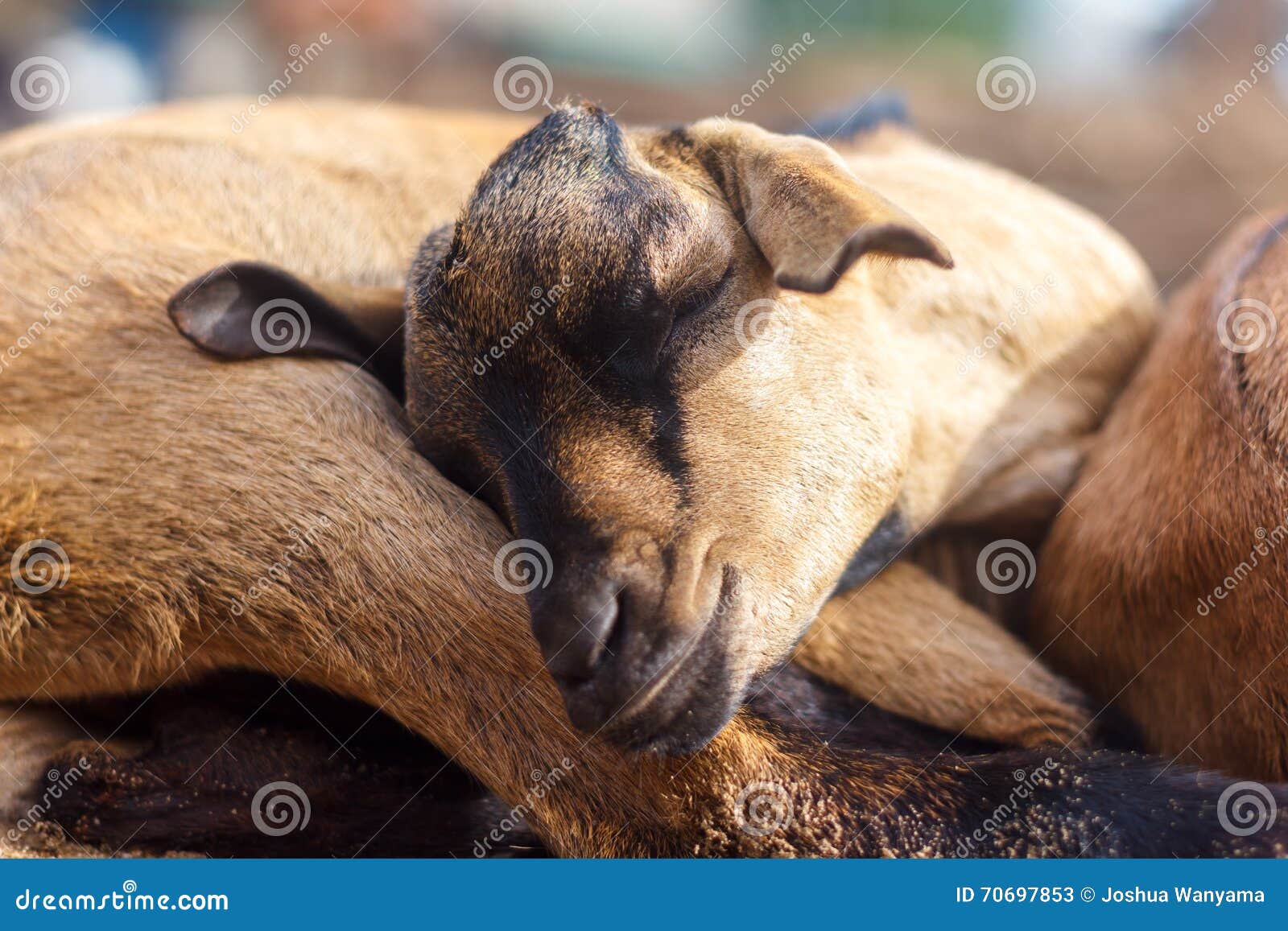 Goats at farm stock image. Image of farm, dirt, herding - 70697853