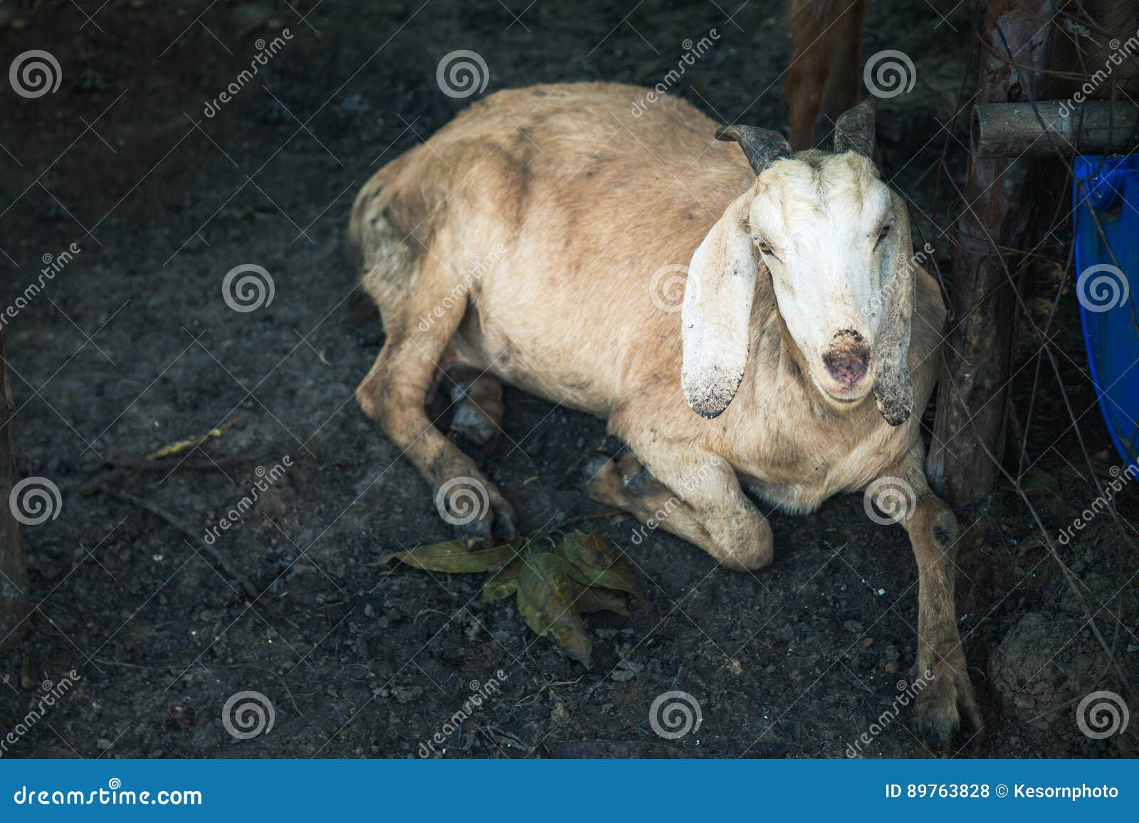 Goats in farm stock photo. Image of love, domestic, stain - 89763828