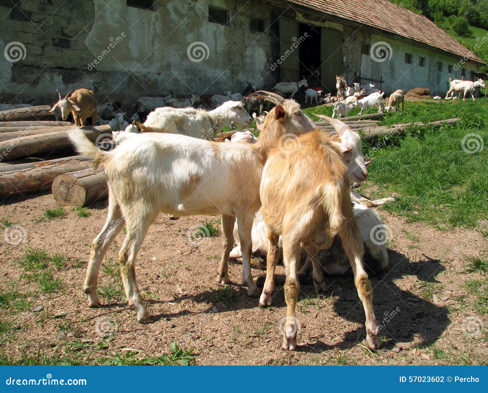 Goats stock photo. Image of animal, herd, pets, producing - 57023602